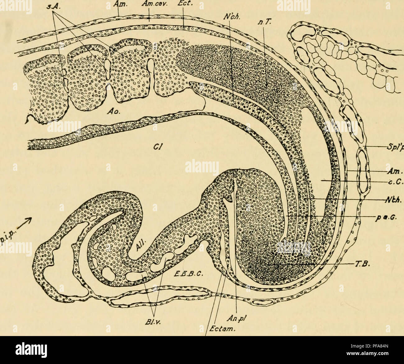 . The development of the chick : an introduction to embryology ...