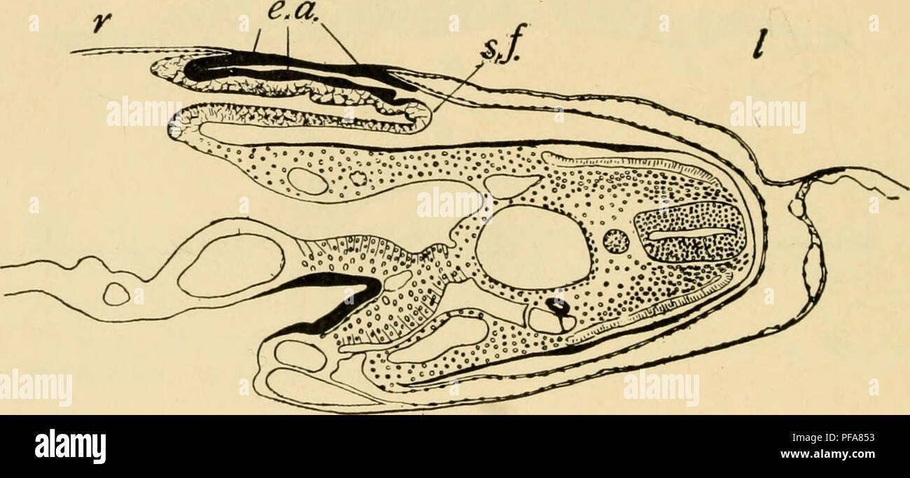 . The development of the chick : an introduction to embryology ...