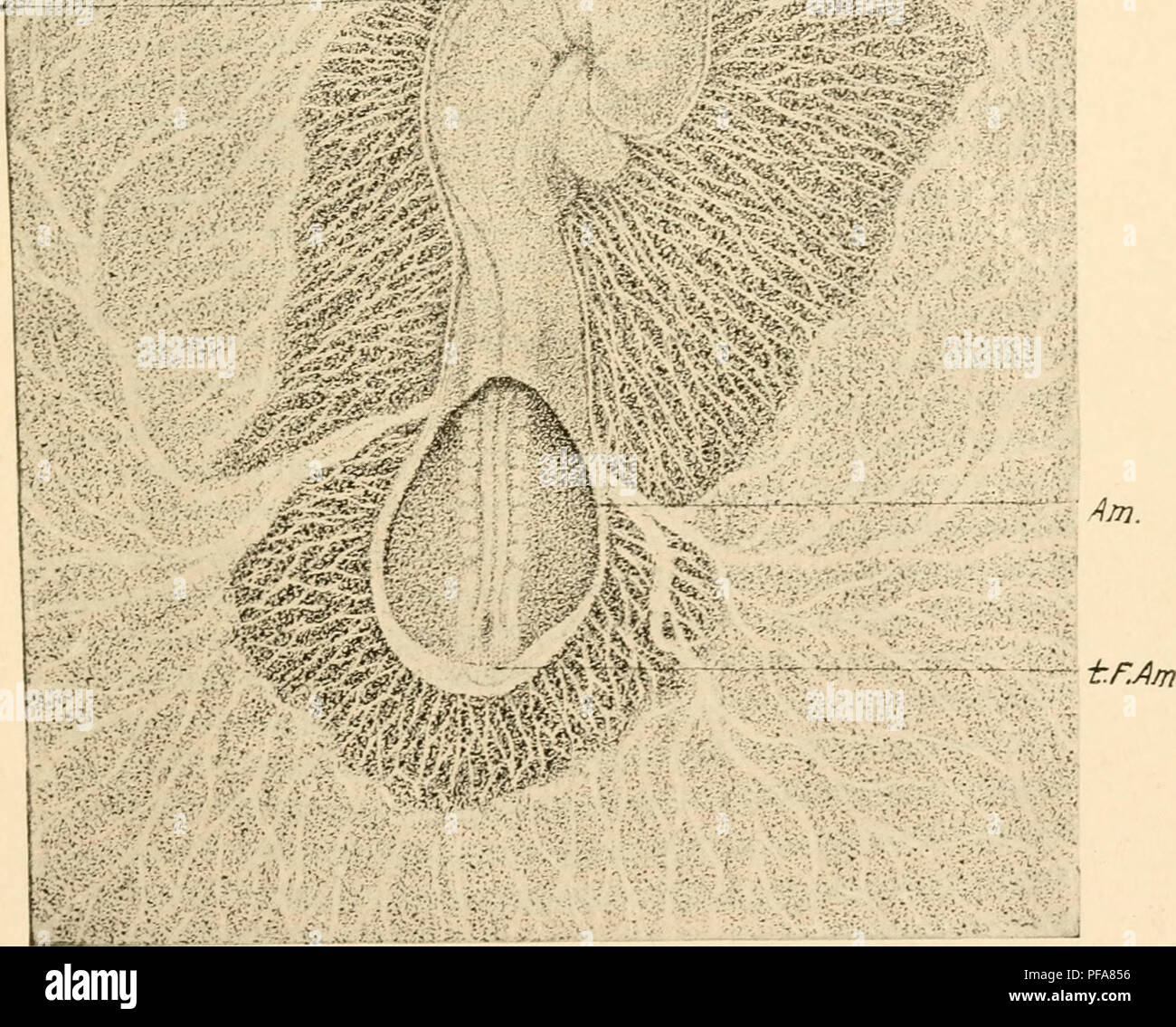 . The development of the chick; an introduction to embryology. Birds ...