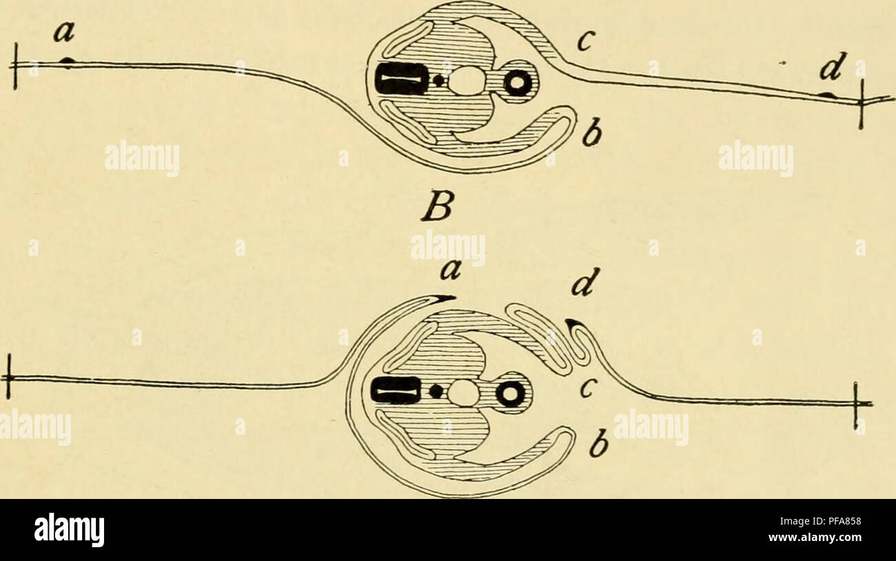 This work on embryology focuses on the early development of chickens ...