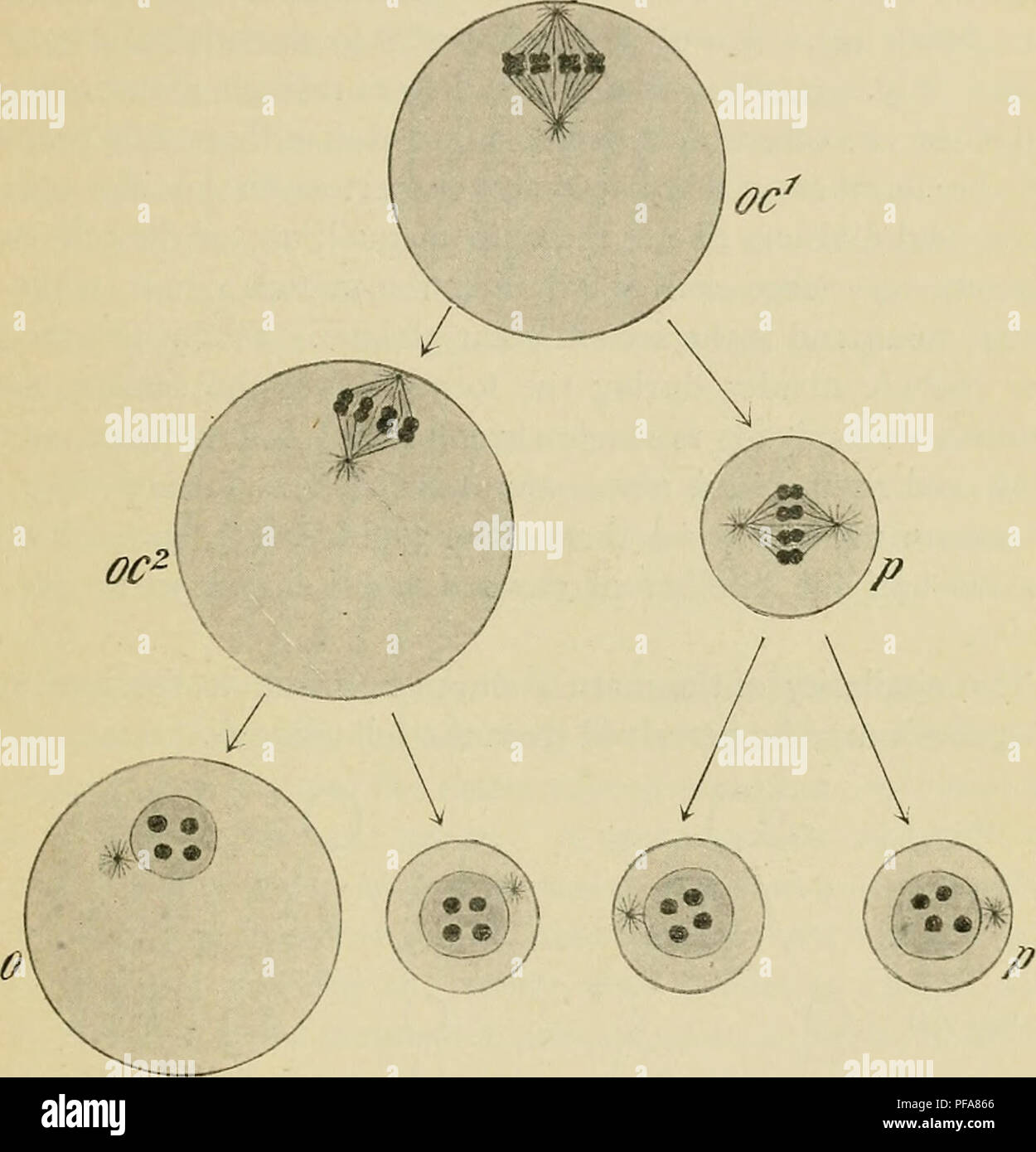This manual provides an in-depth look at human embryology, detailing ...