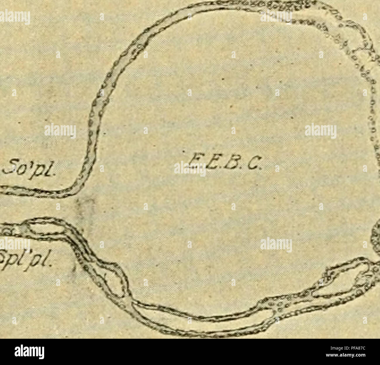 . The development of the chick : an introduction to embryology ...