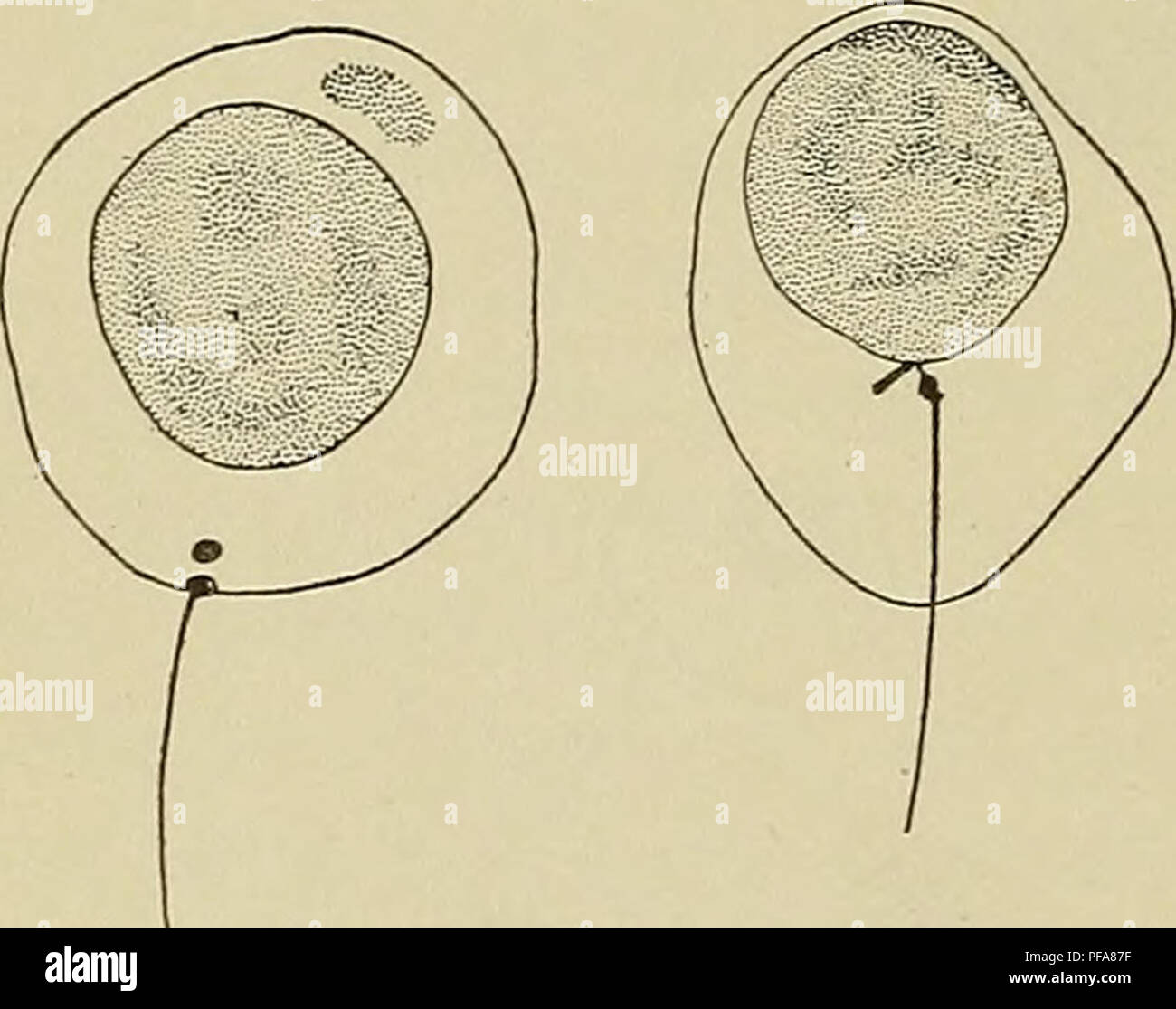 This manual of human embryology discusses the stages of spermatogenesis ...