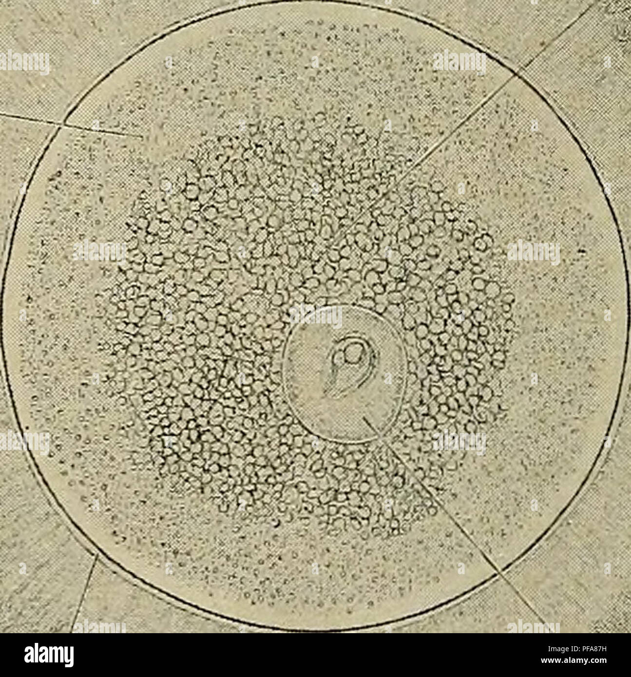 . The development of the human body : a manual of human embryology ...