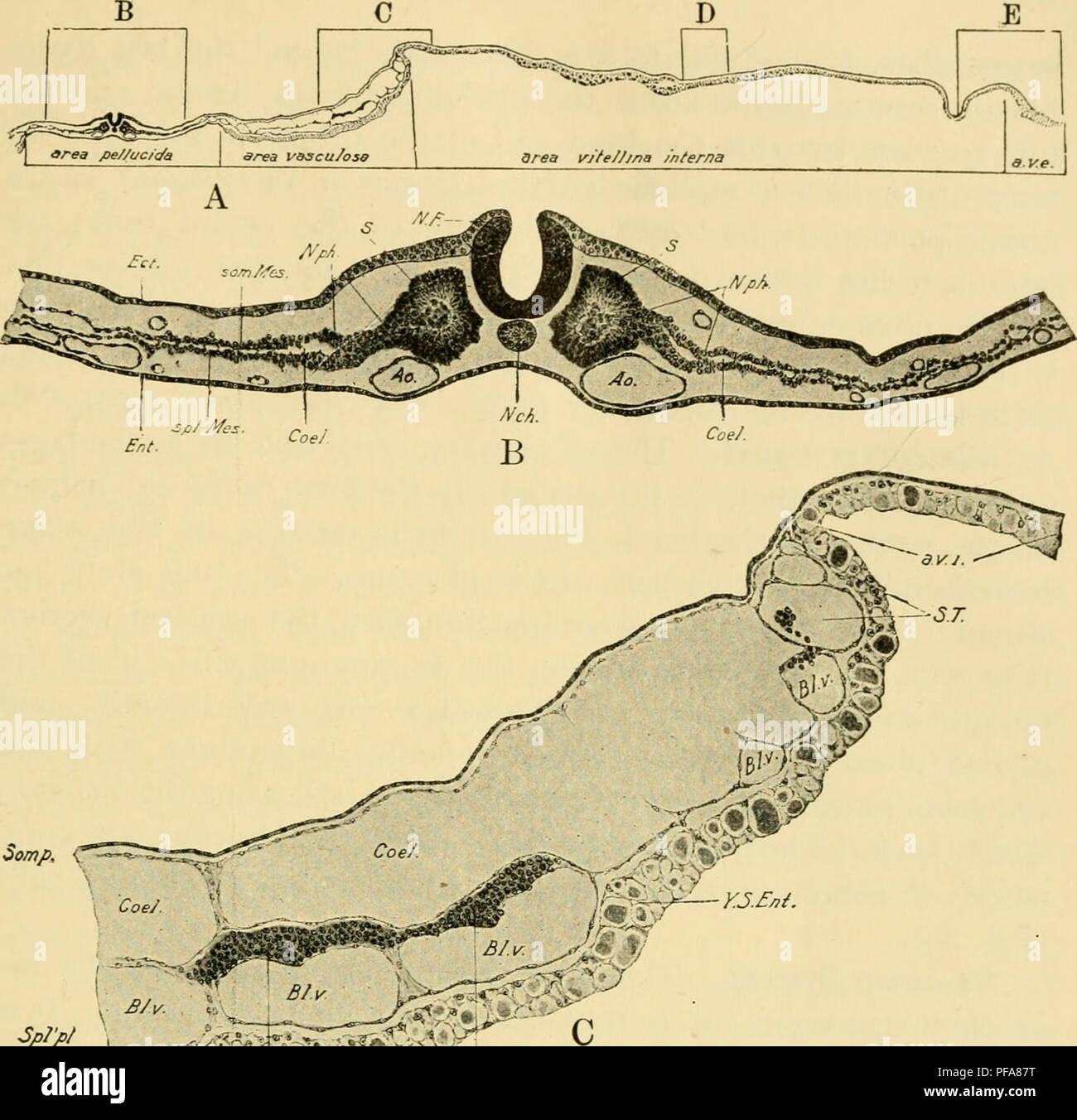 This work provides a detailed introduction to the embryology of ...