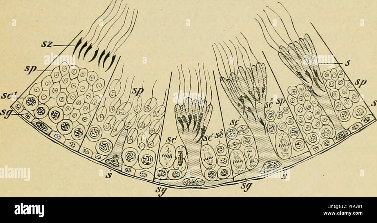 Pig embryo hi-res stock photography and images - Alamy