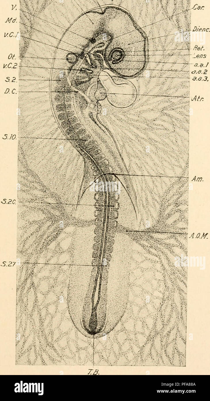 This work on avian embryology explores the stages of chick development ...