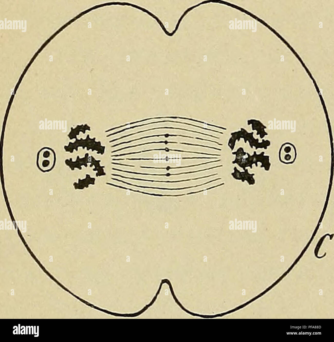 This manual of human embryology offers detailed insights into the ...