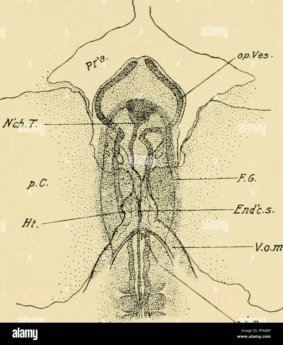 Neuropore High Resolution Stock Photography and Images - Alamy