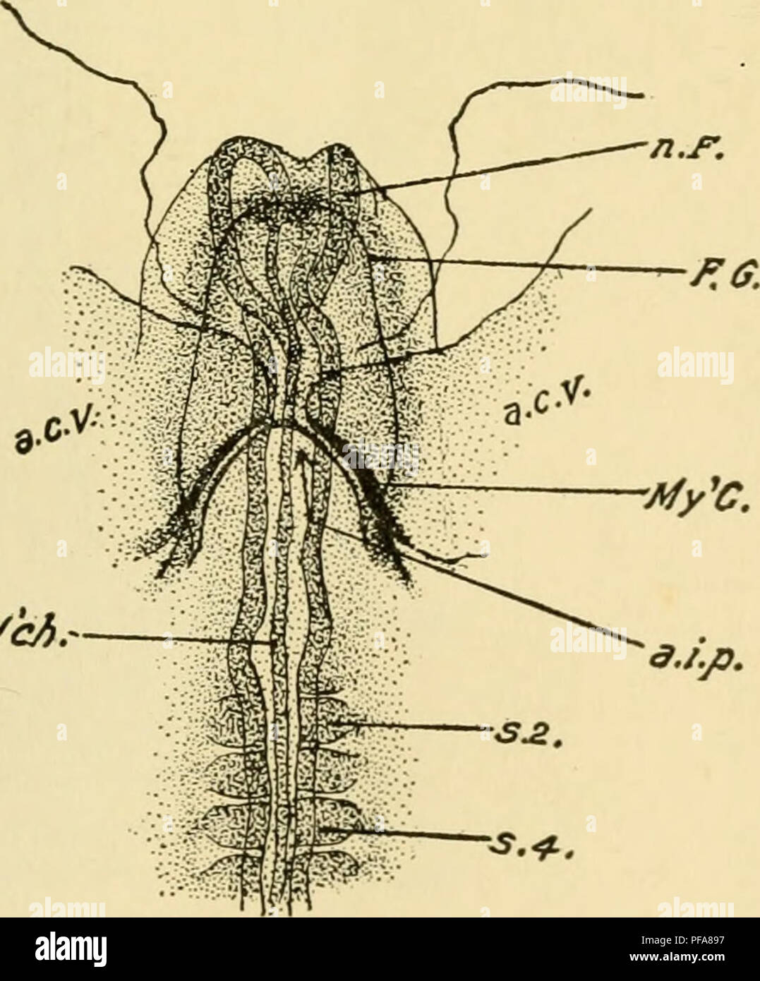 Neural folds hi-res stock photography and images - Alamy
