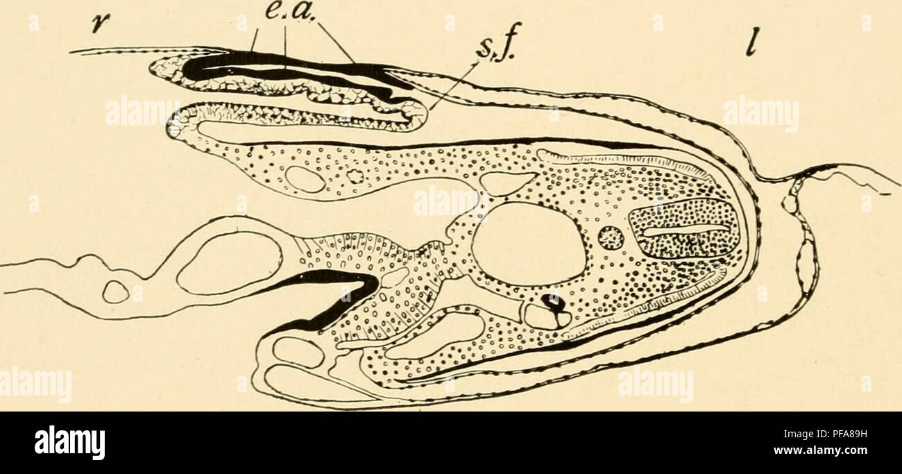 This text explores the embryological development of chicks, focusing on ...