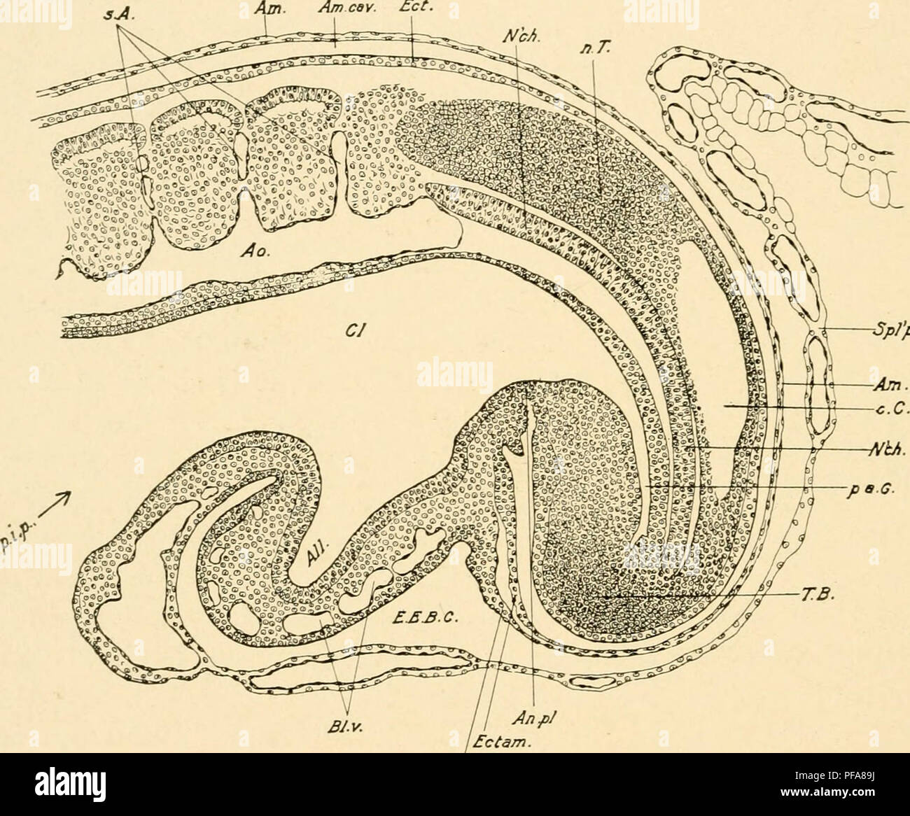 Distal intestine hi-res stock photography and images - Alamy