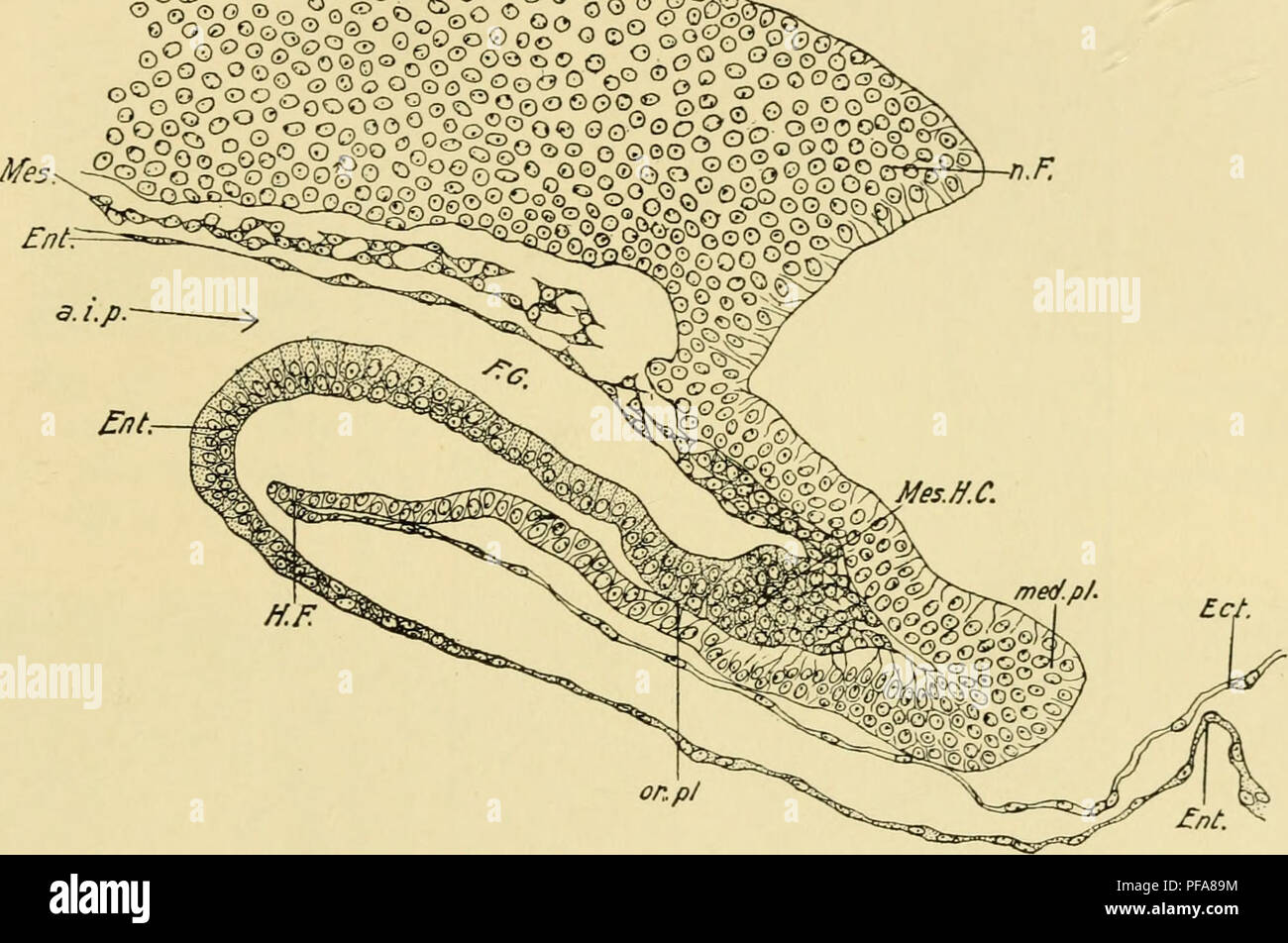 Neural folds hi-res stock photography and images - Alamy
