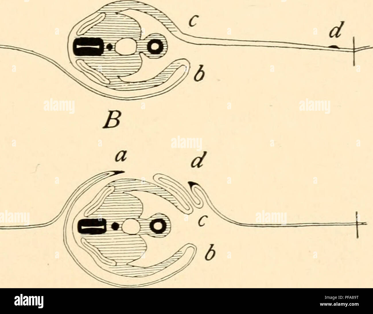 This figure represents stages in chick embryology, illustrating the ...
