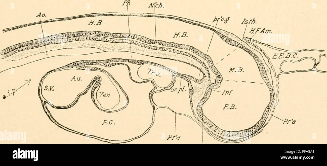 This embryology text focuses on the stages of chick development ...