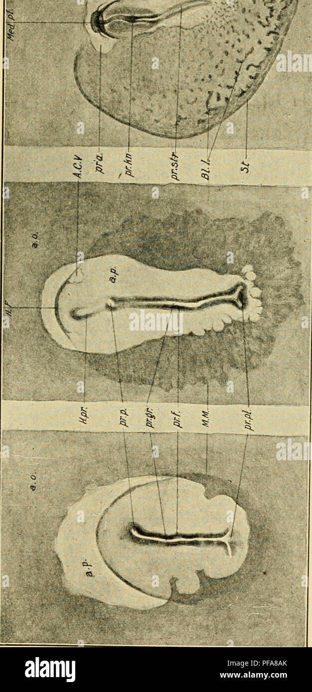 This book provides an introduction to embryology by studying the ...