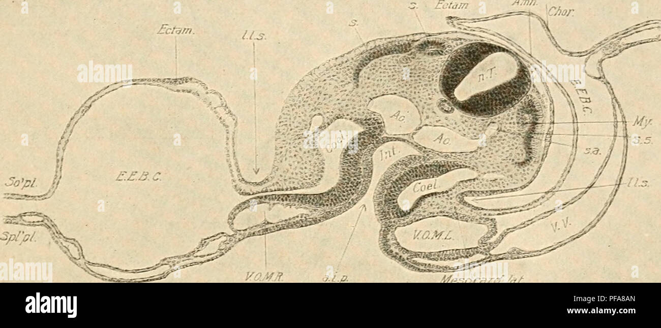 Embryonic direction hi-res stock photography and images - Alamy
