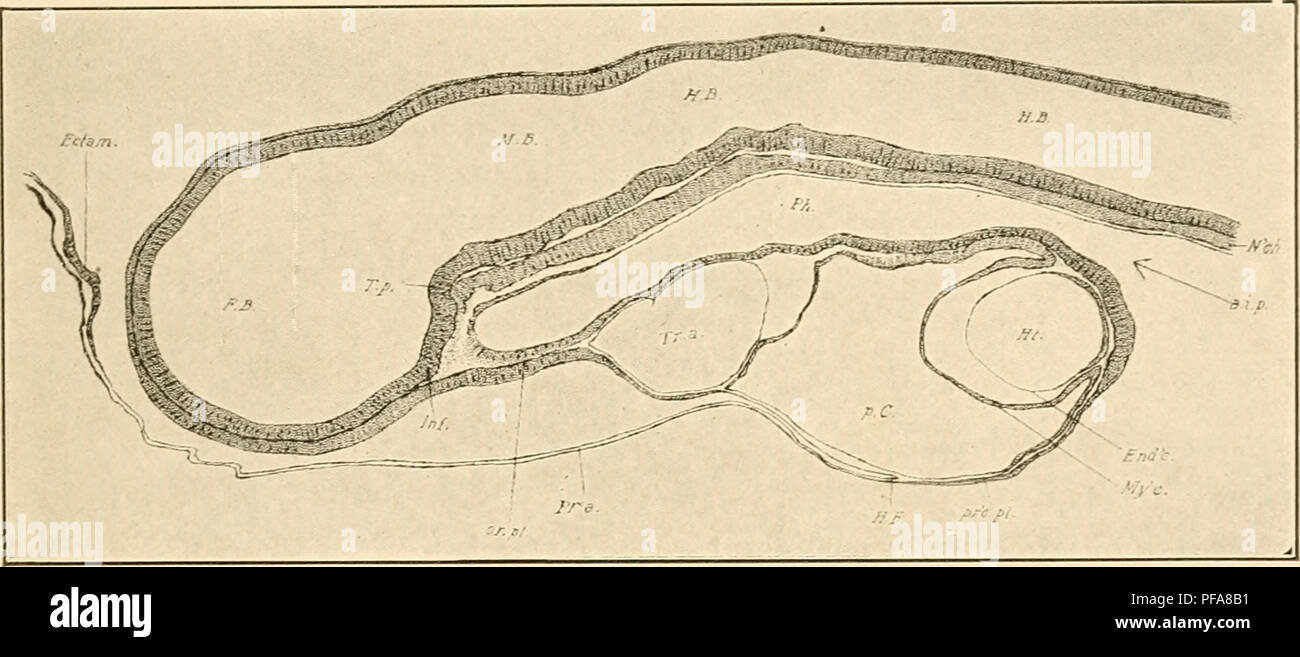 This introduction to the development of chicks in embryology explains ...
