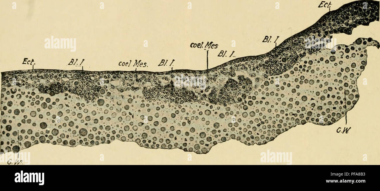 Chick embryo development High Resolution Stock Photography and Images ...