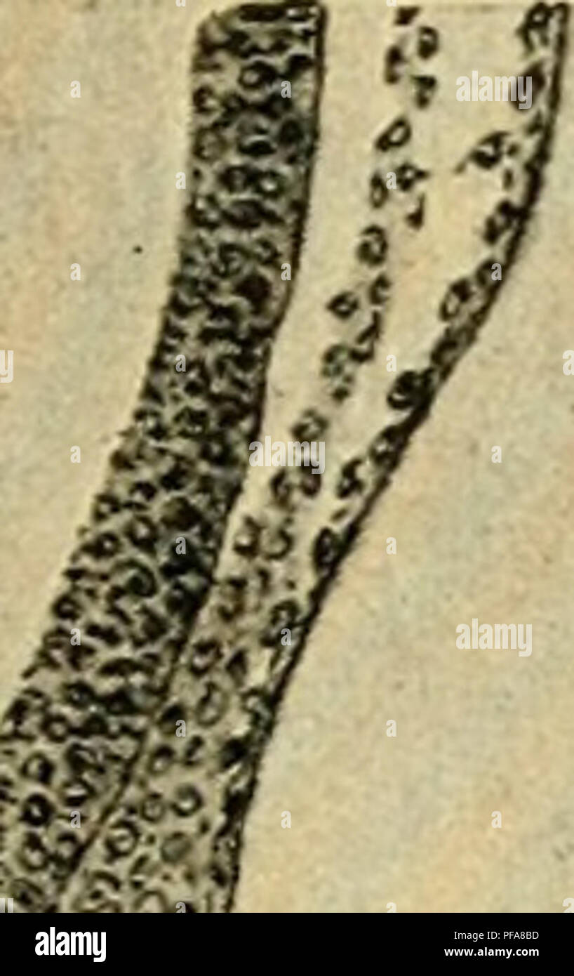 This illustration from Frank Rattray Lillie's work on embryology ...