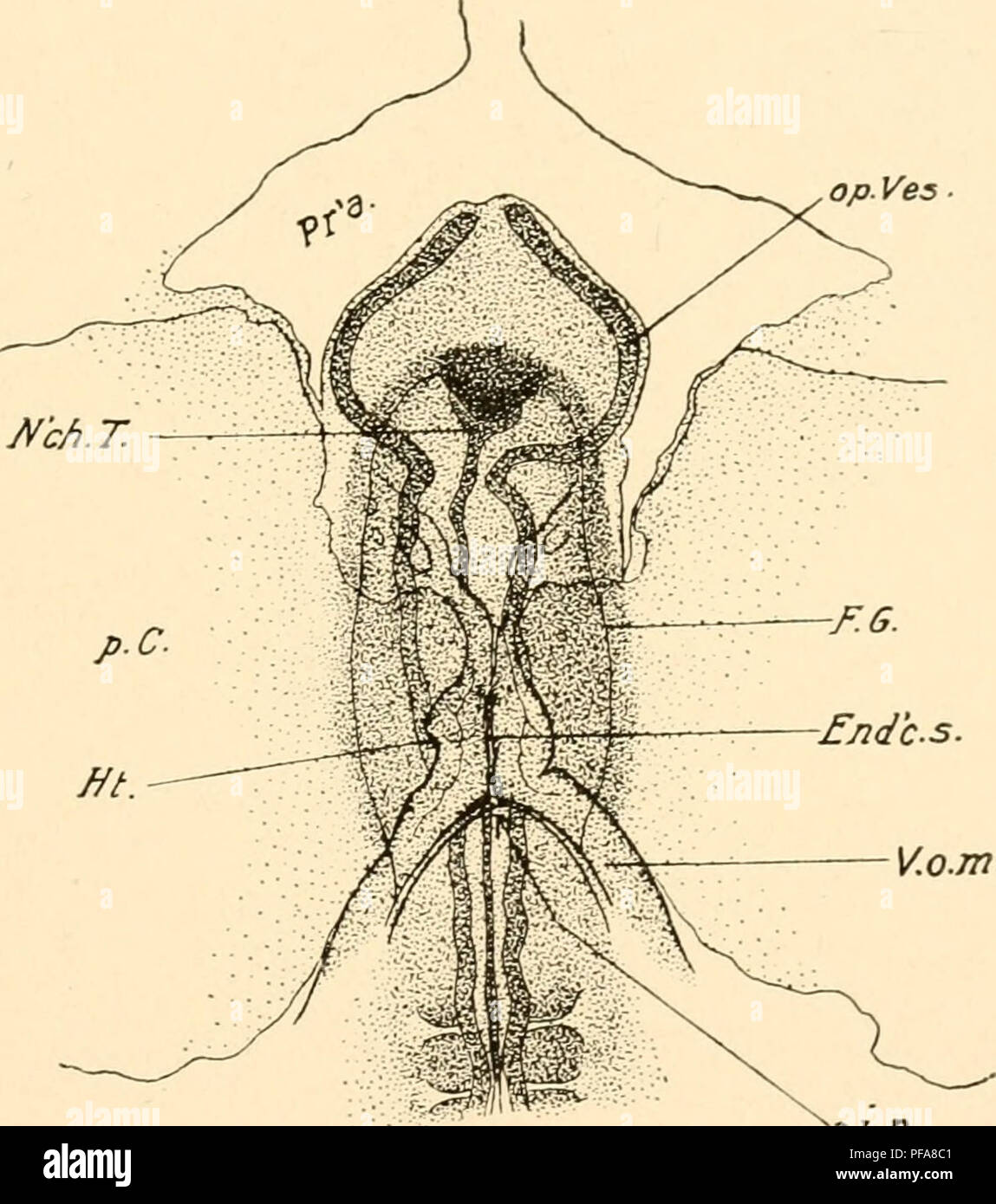 This work on the embryological development of birds focuses on the ...