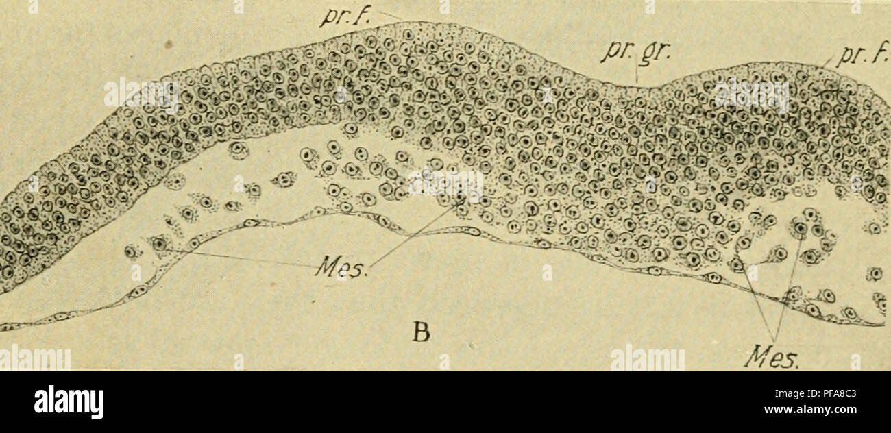 Mesodermal Cells High Resolution Stock Photography and Images - Alamy
