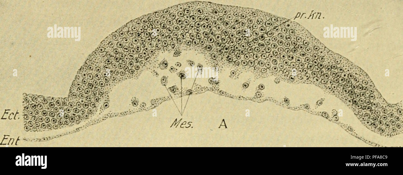 . The development of the chick : an introduction to embryology ...