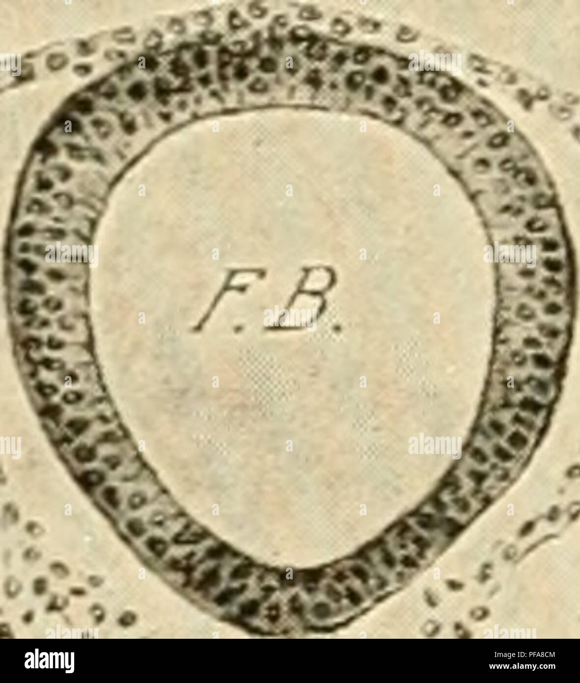 This work outlines the stages of chick development, with a focus on ...