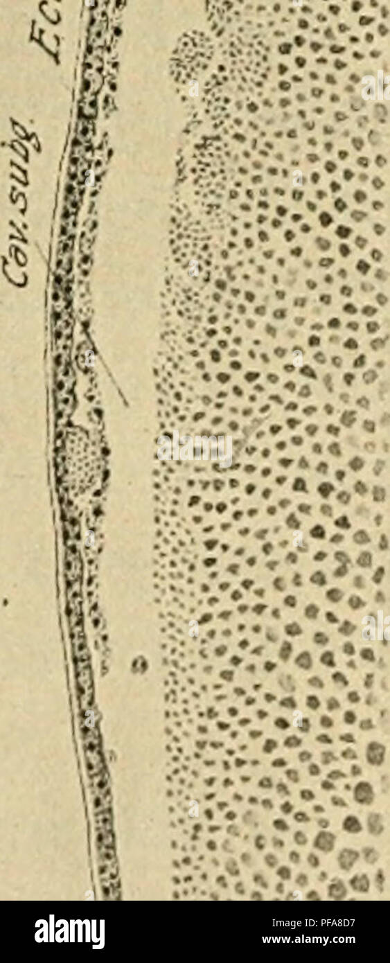 This work by Frank Rattray Lillie introduces the embryological ...