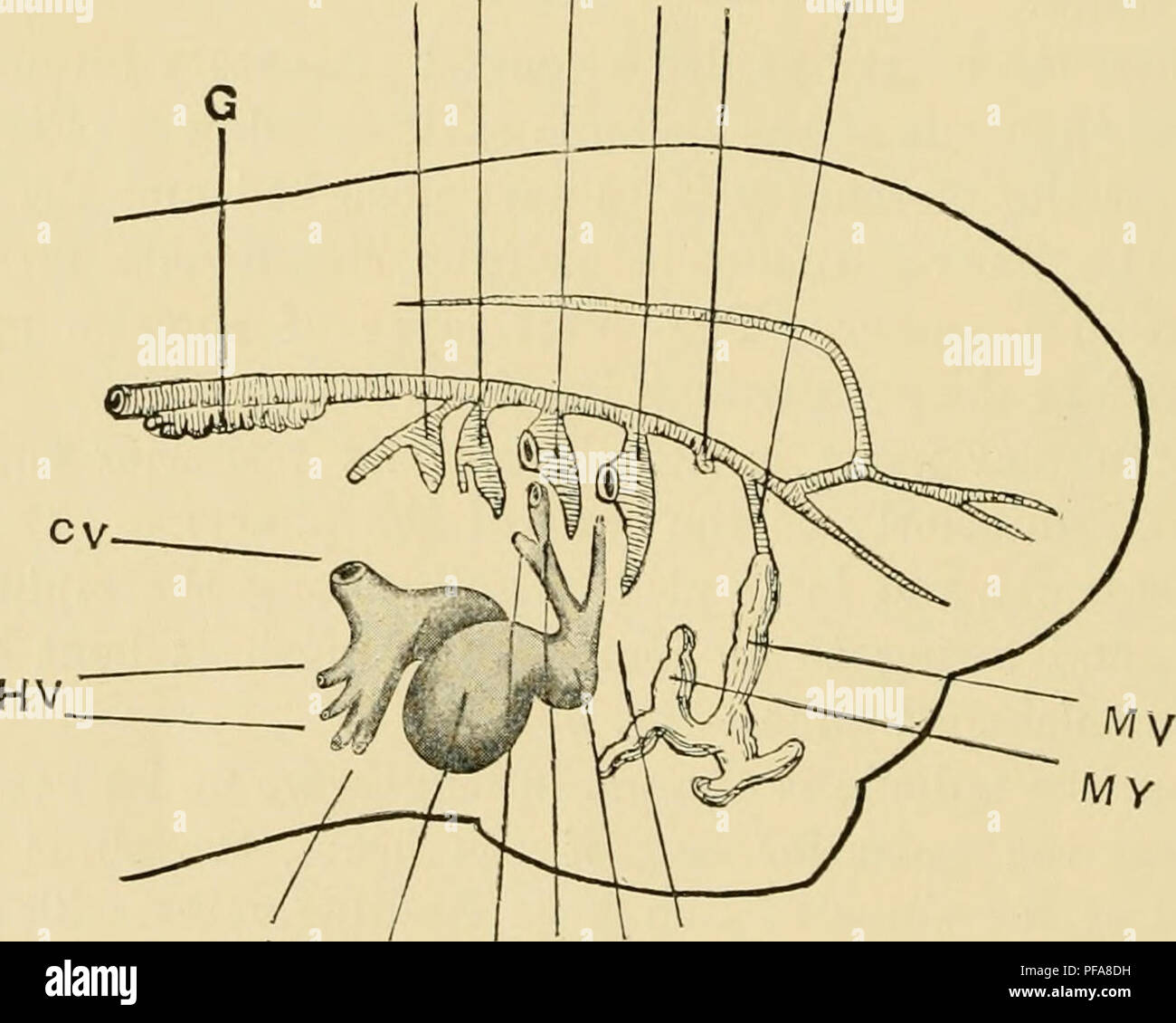 This embryological study focuses on the development of the frog egg ...