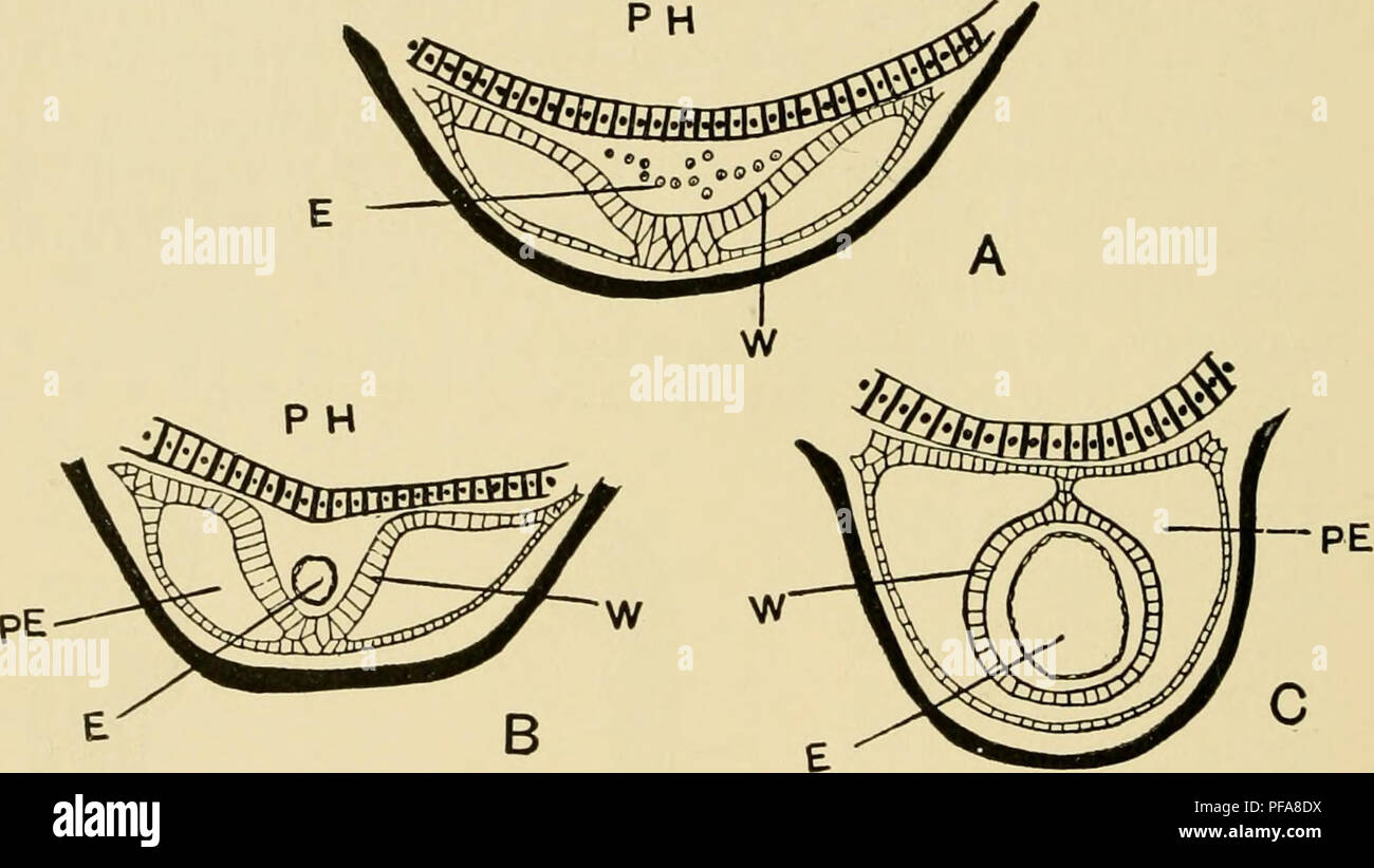. The development of the frog's egg; an introduction to experimental ...
