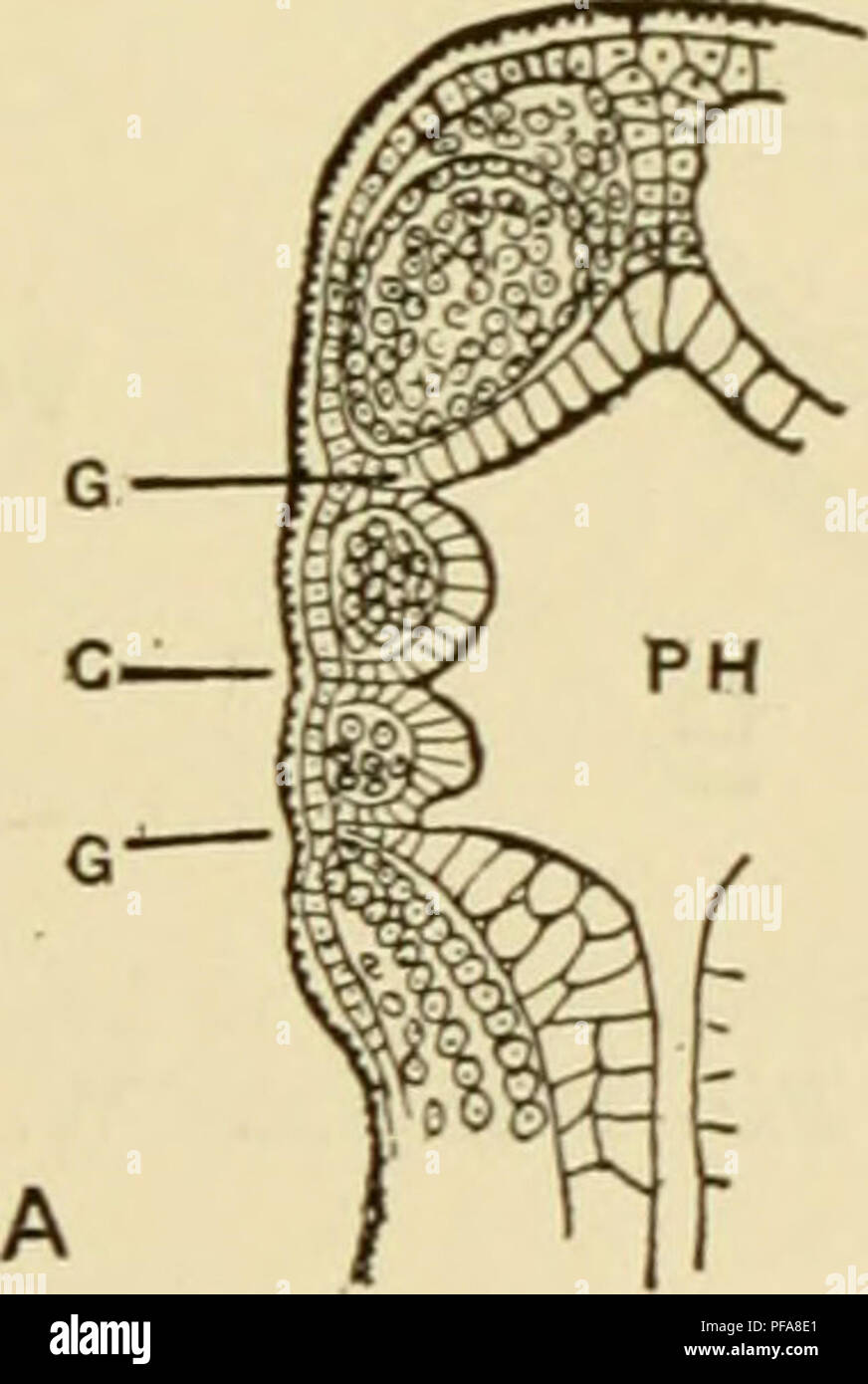 This work discusses the embryological development of the frog's egg ...