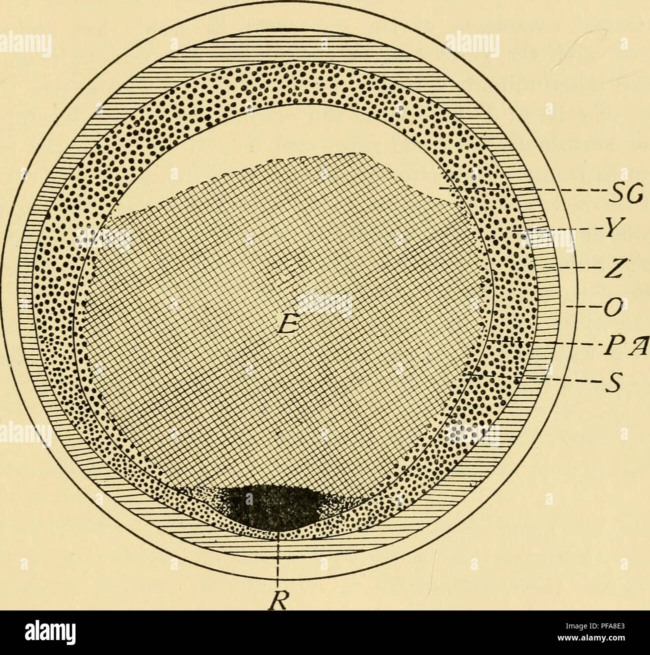 This embryology textbook introduces the development of the chick embryo ...