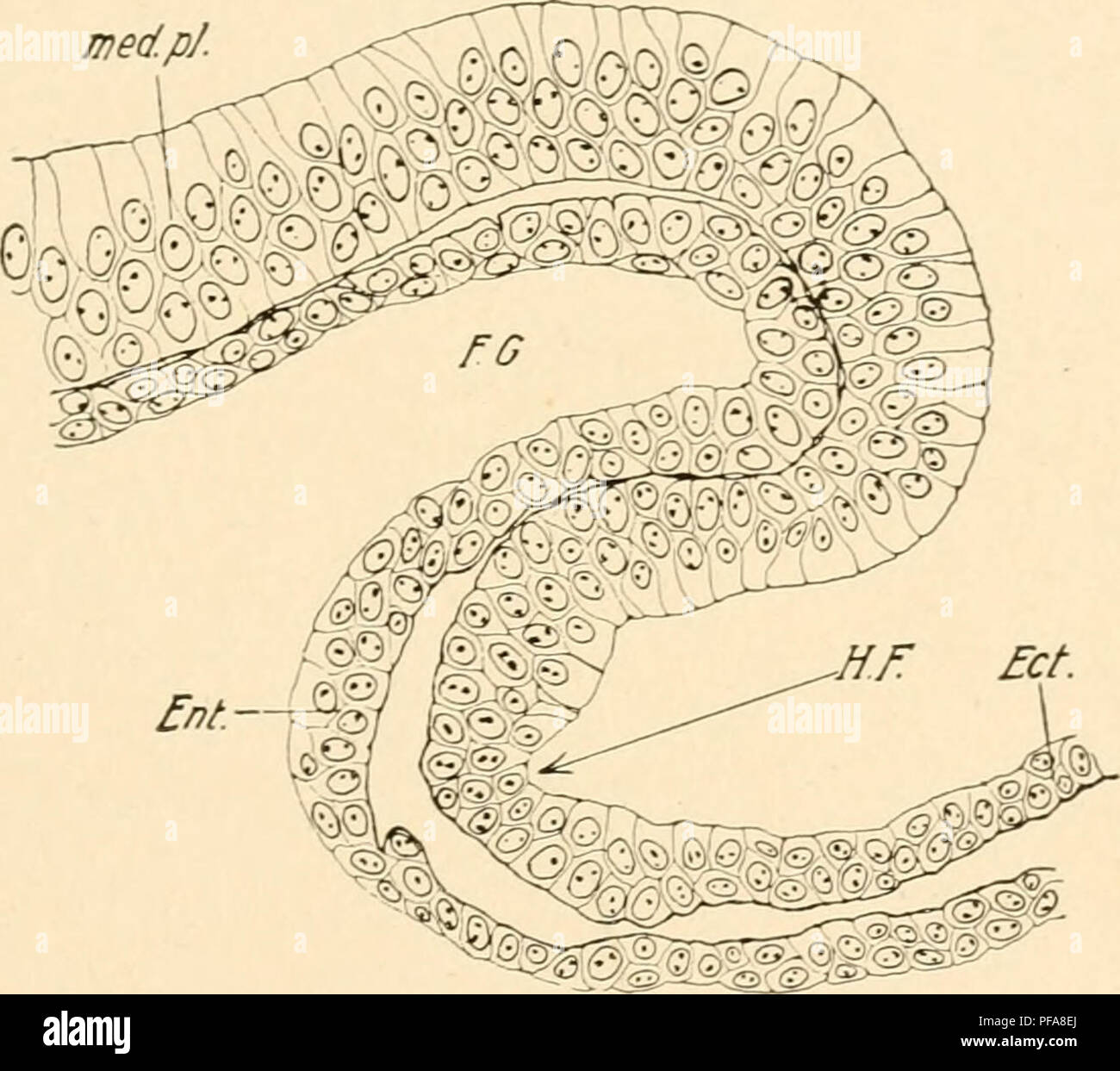 This illustration demonstrates the embryonic development of a chick ...