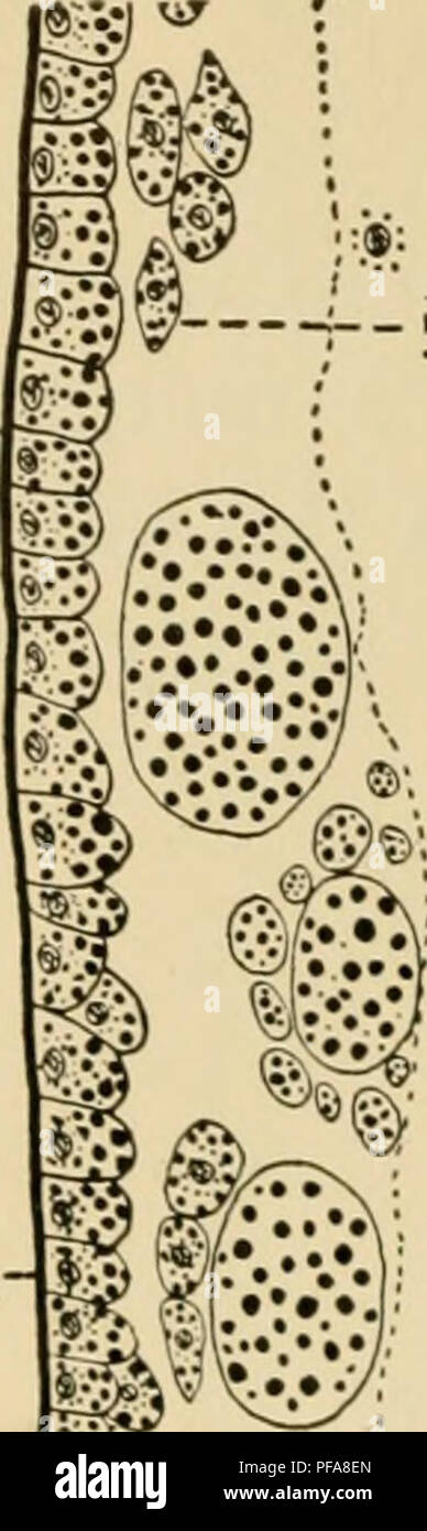 This book provides an introduction to chick embryology, detailing the ...
