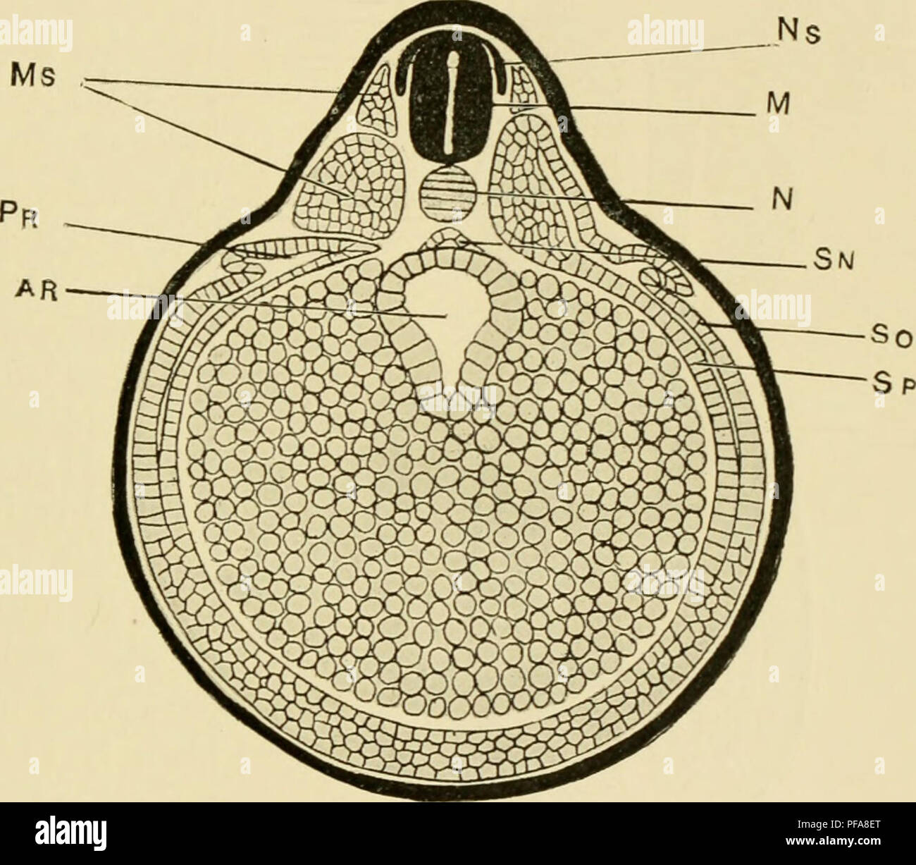 . The development of the frog's egg; an introduction to experimental ...