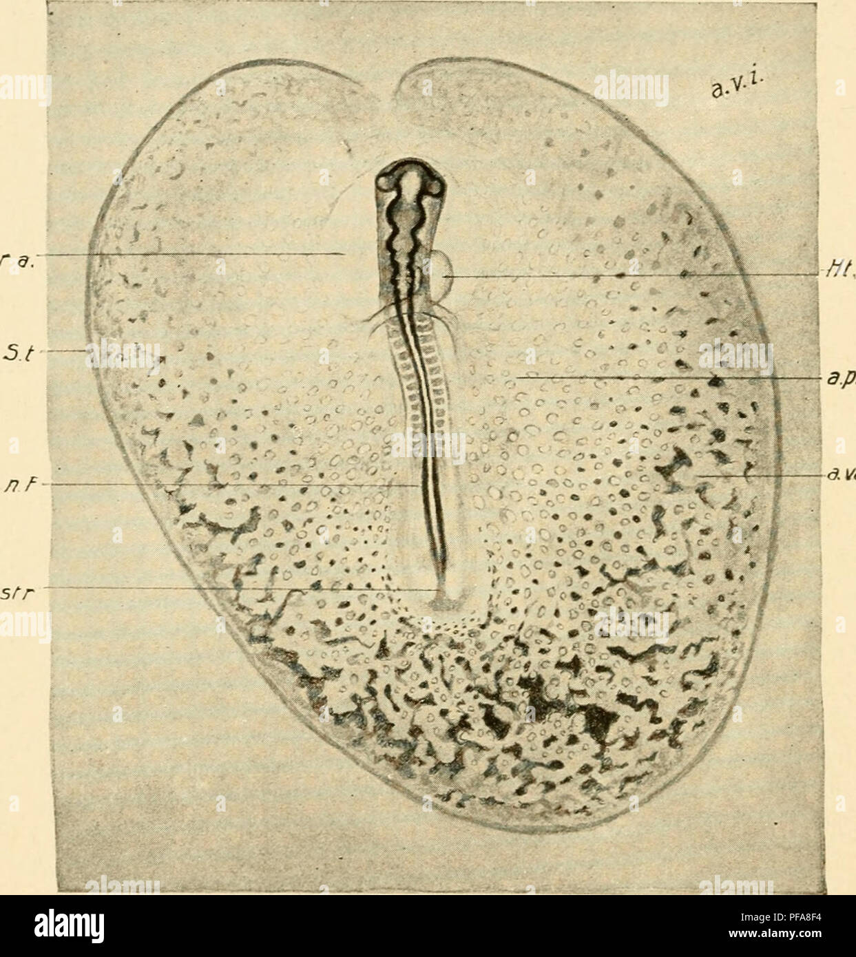 Pre vascular hi-res stock photography and images - Alamy