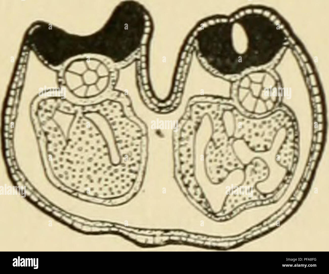 Frogs Embryos High Resolution Stock Photography and Images - Alamy