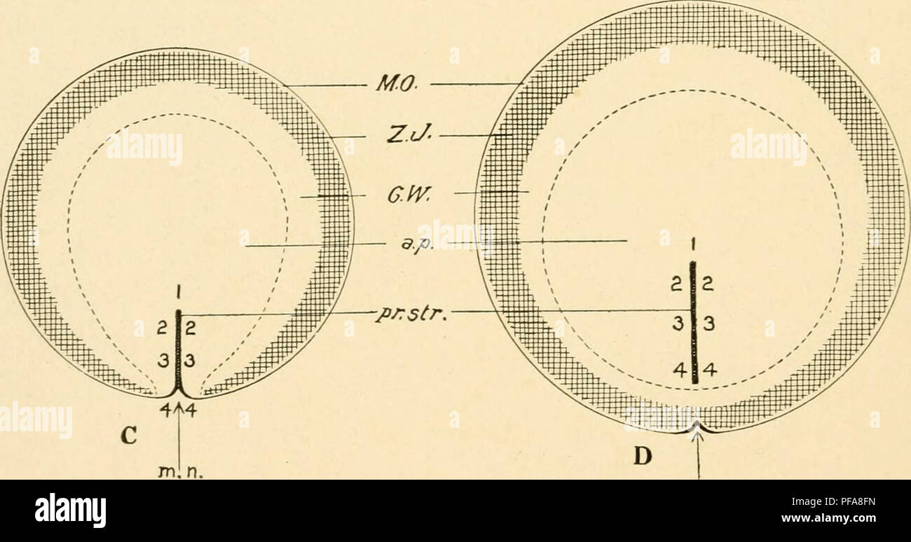 . The development of the chick; an introduction to embryology. Birds ...