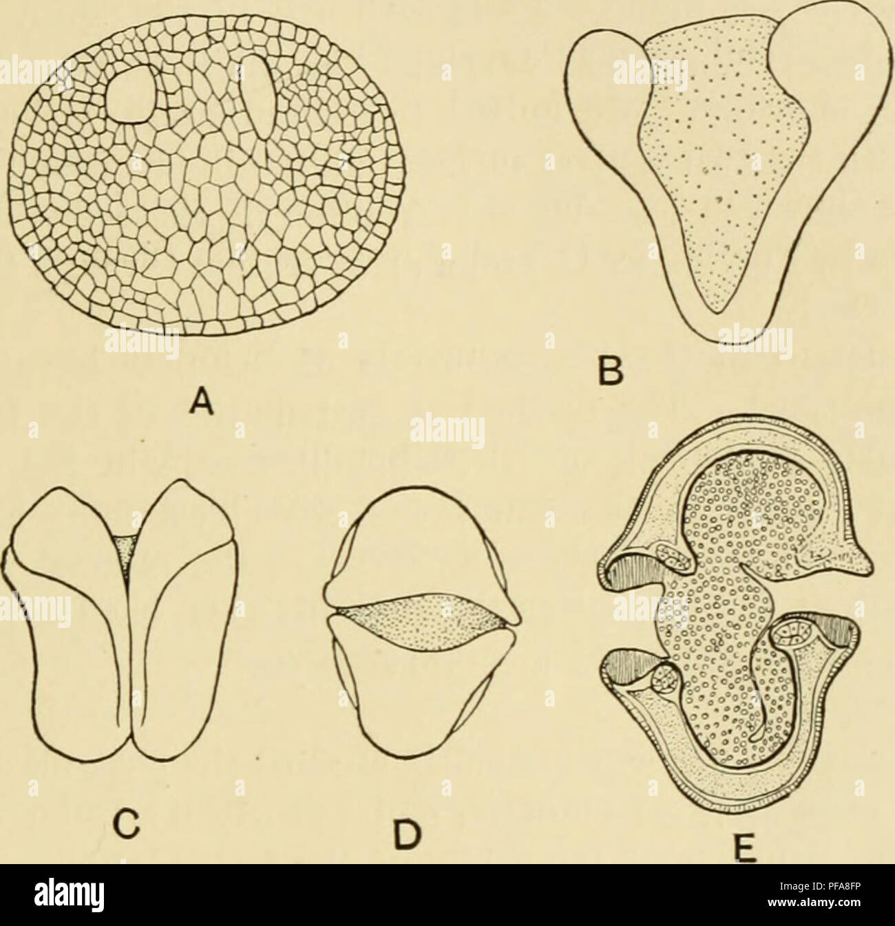 Frog Gastrulation Slide