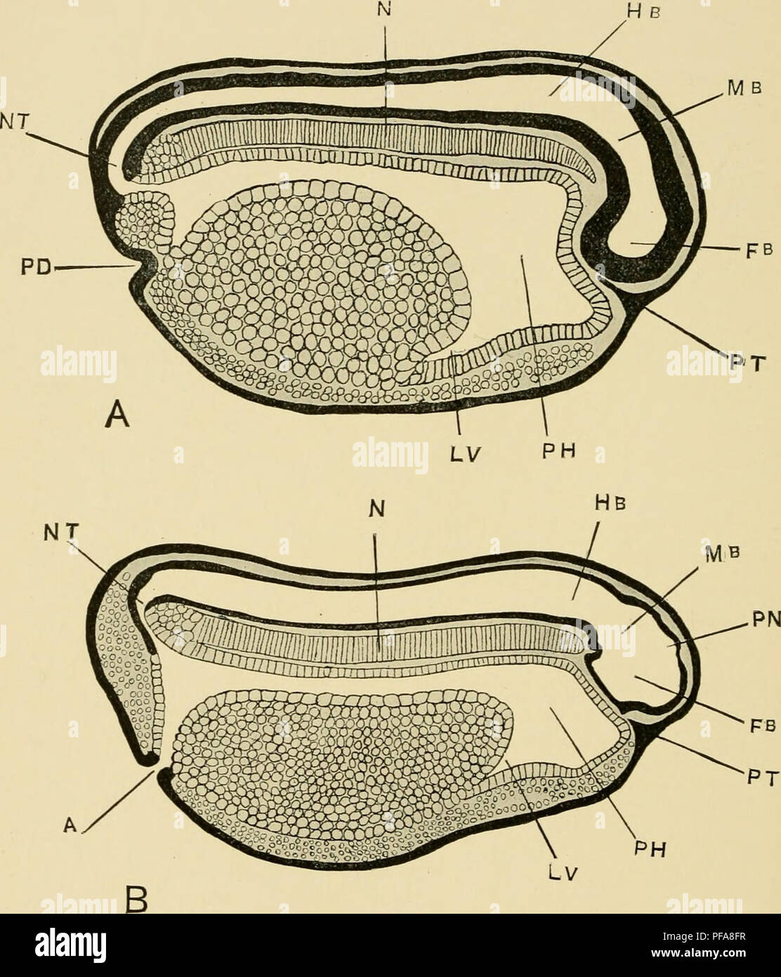 This work introduces the early stages of frog embryology, focusing on ...