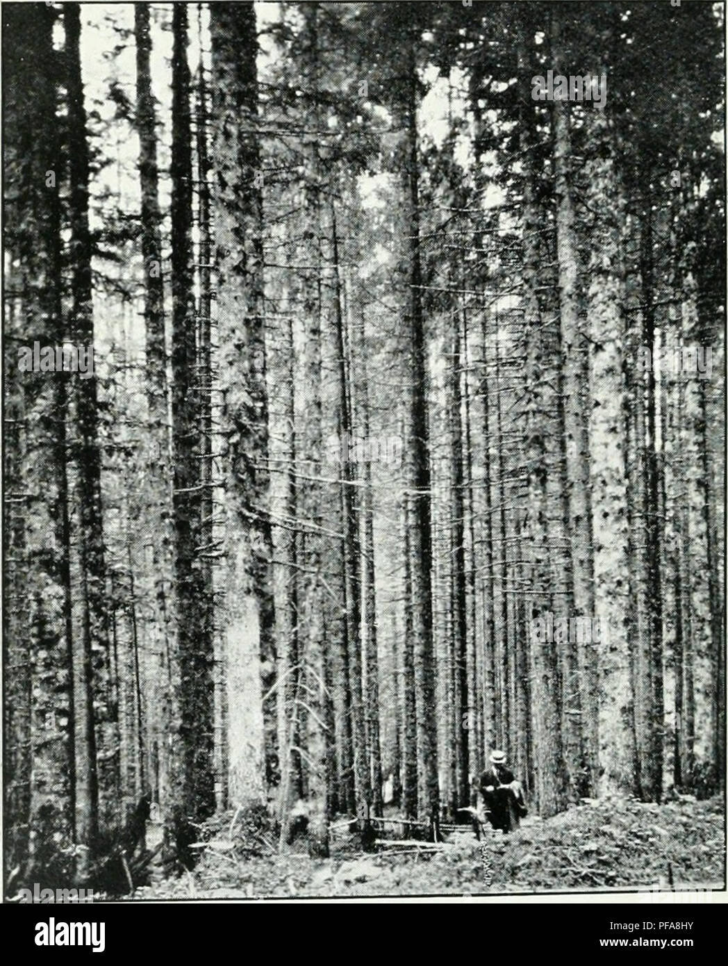 A work documenting the development of British forestry, focusing on ...