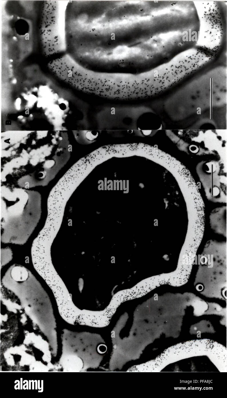 This image depicts the development of cytochemical techniques used to ...