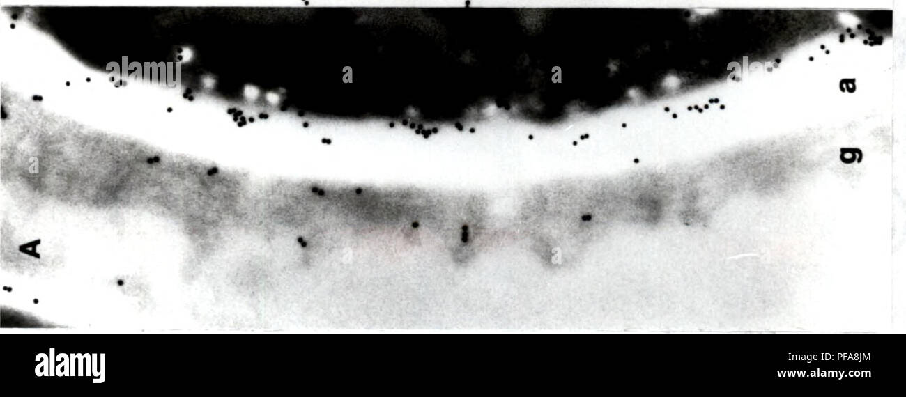 This research focuses on cytochemical methods used to study ascospore ...