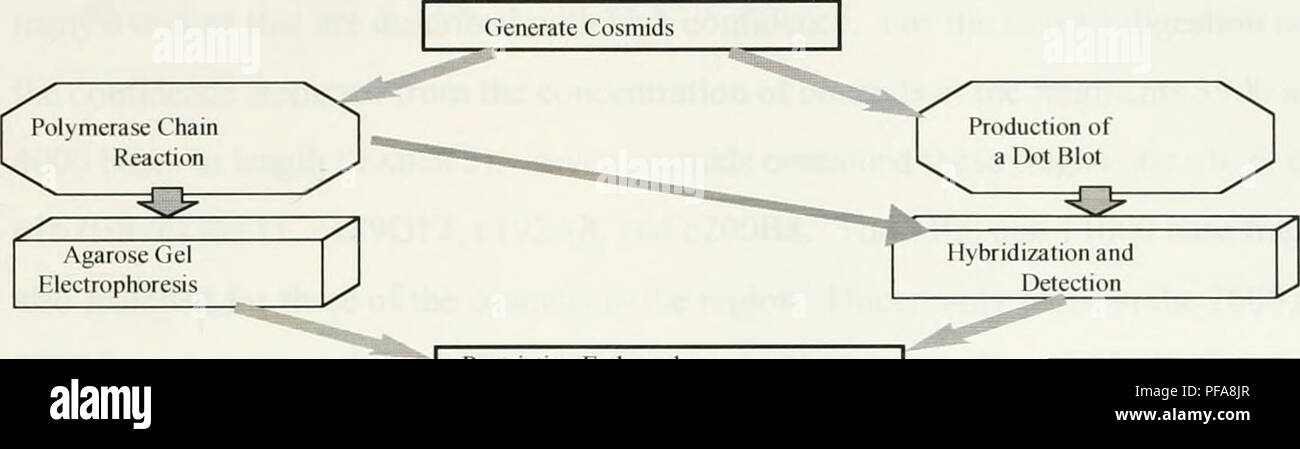 Cosmid hi-res stock photography and images - Alamy