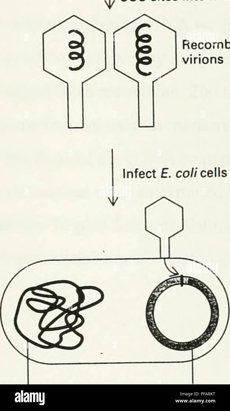This image illustrates the process of constructing a cosmid map of ...