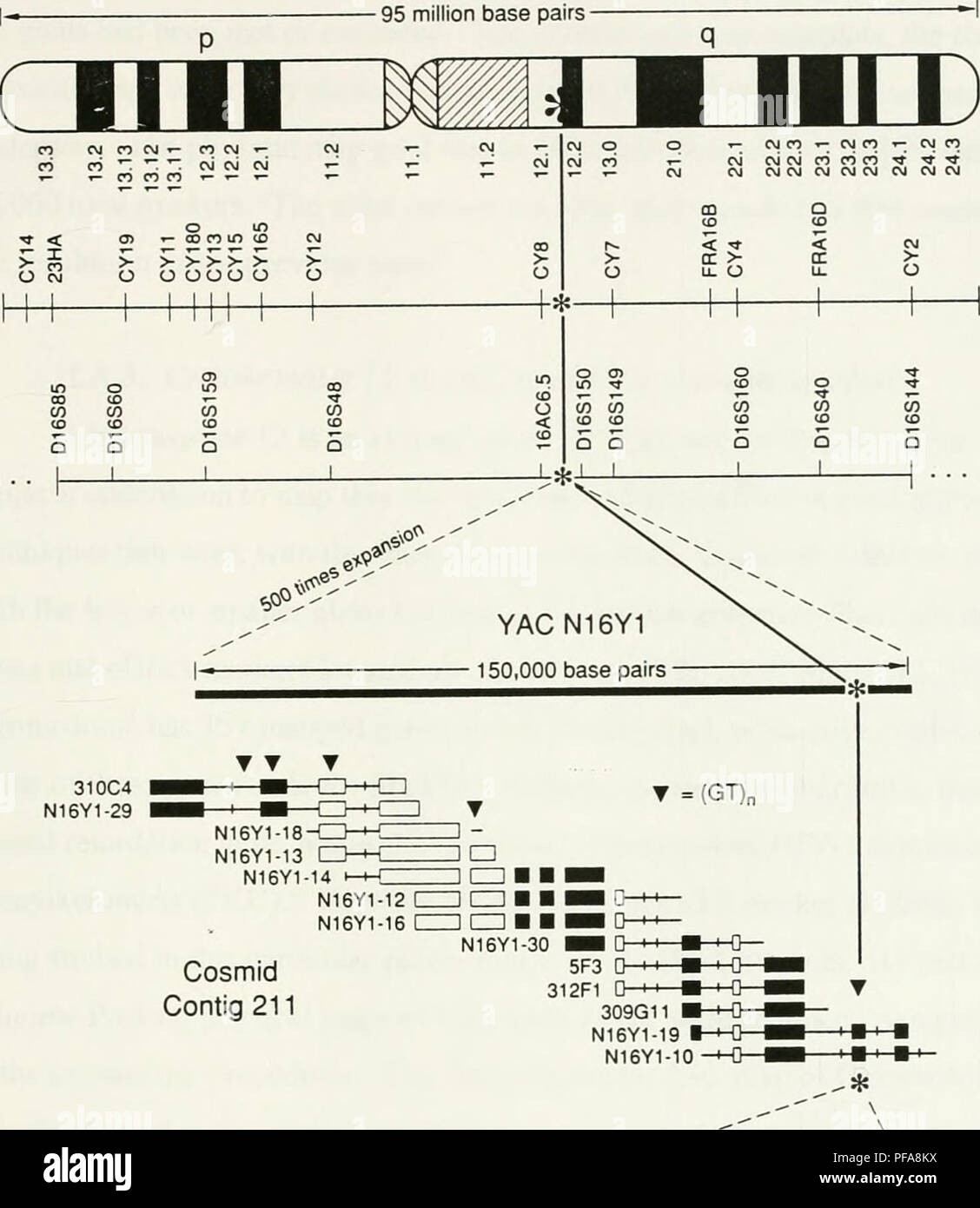 This diagram outlines the development of a cosmid map of chromosome ...