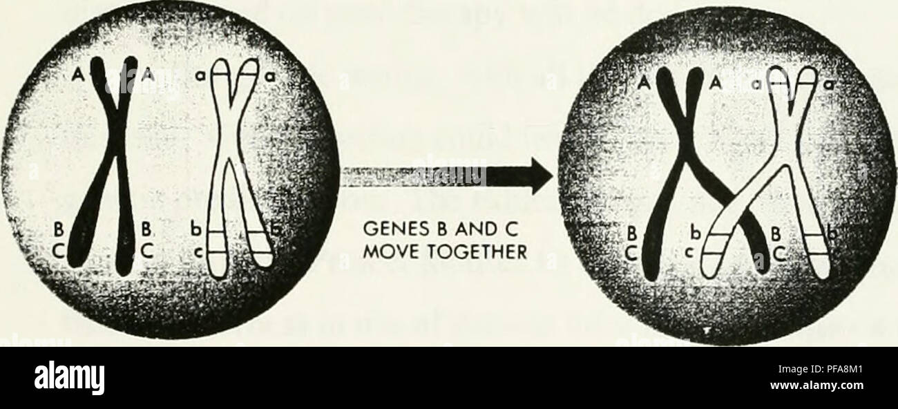 . The development of a cosmid map of chromosome 12p13. Sweet Briar ...