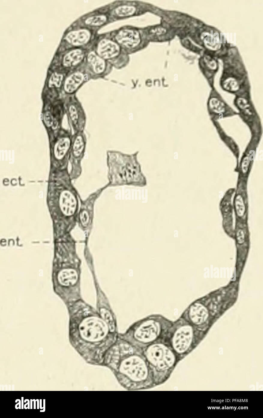 . The development of the albino rat, Mus norvegicus albinus. Embryology ...
