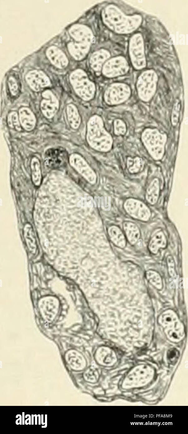 This text explores the embryological development of the albino rat ...